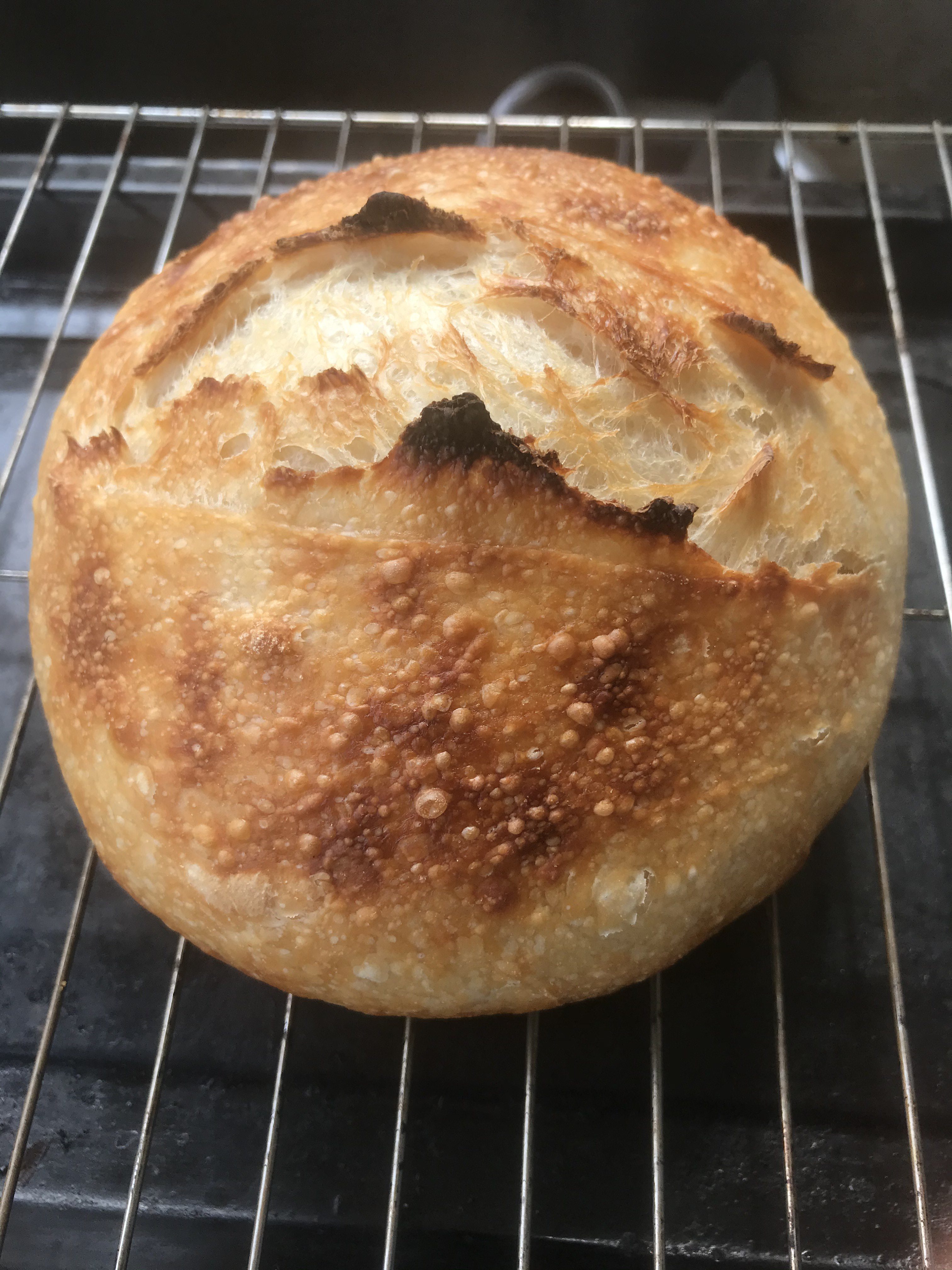 Sourdough bread in a cold oven – Bread Therapy