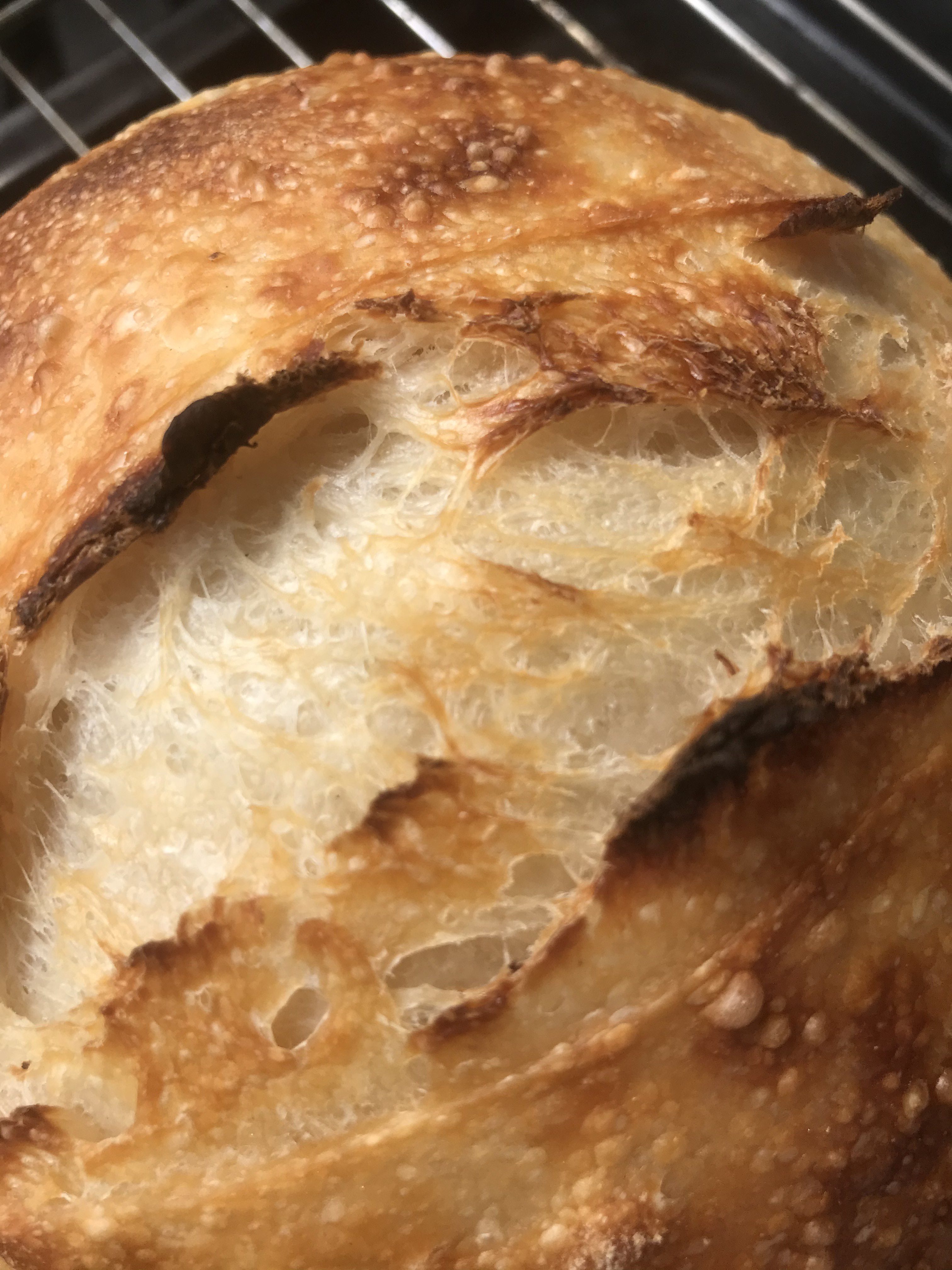 Sourdough bread in a cold oven – Bread Therapy